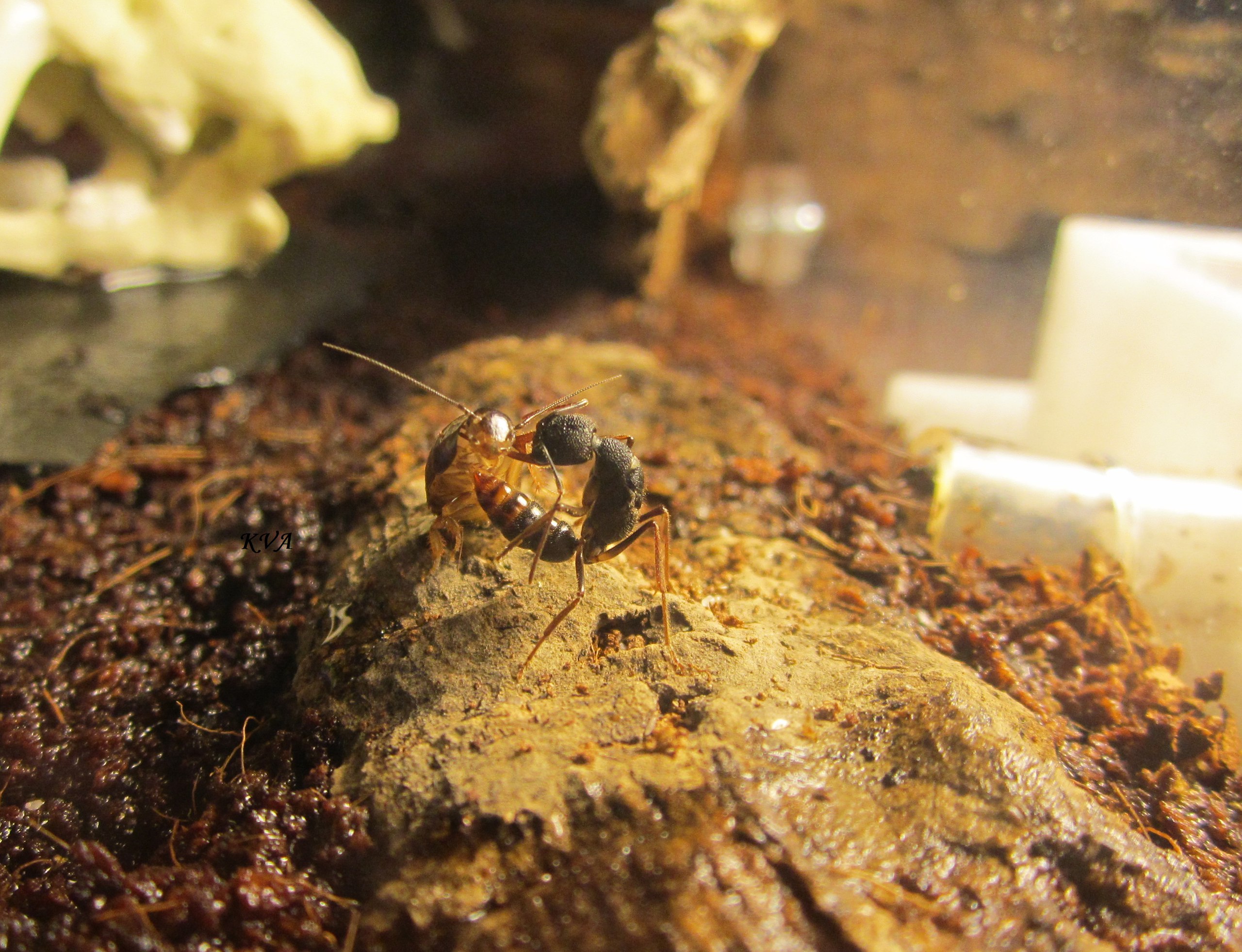 Harpegnathos venator - содержание и уход