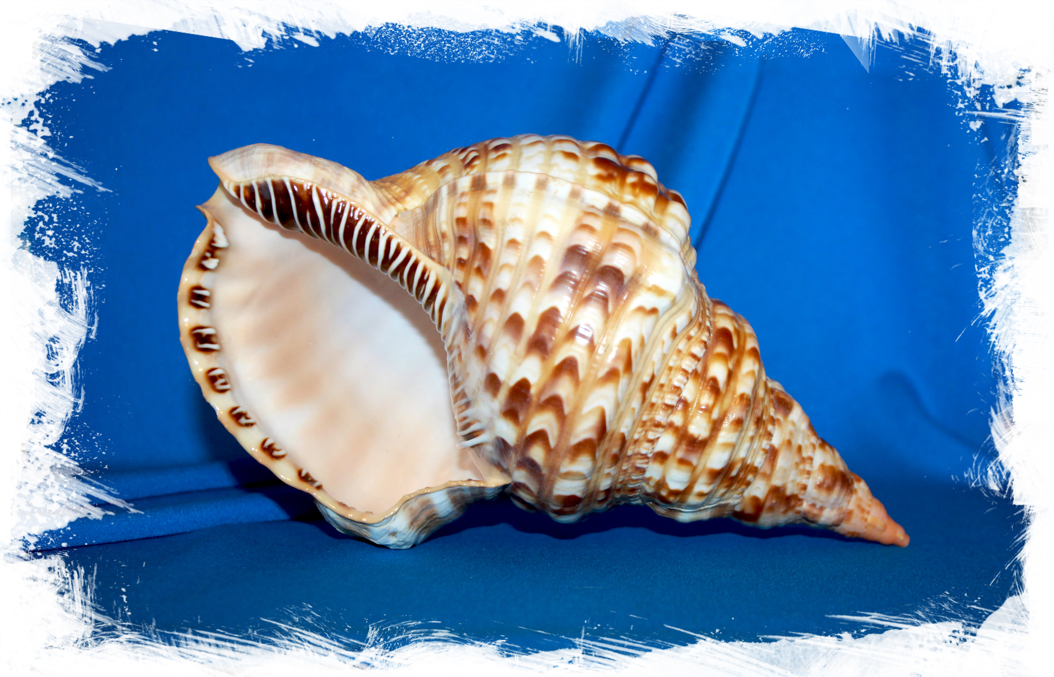 Раковина Charonia tritonis variegata. Купить