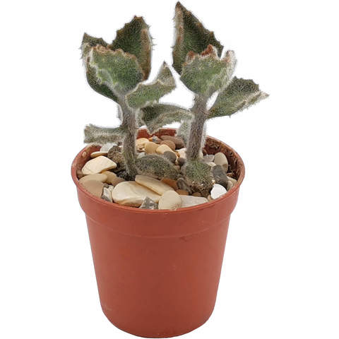 Суккуленты