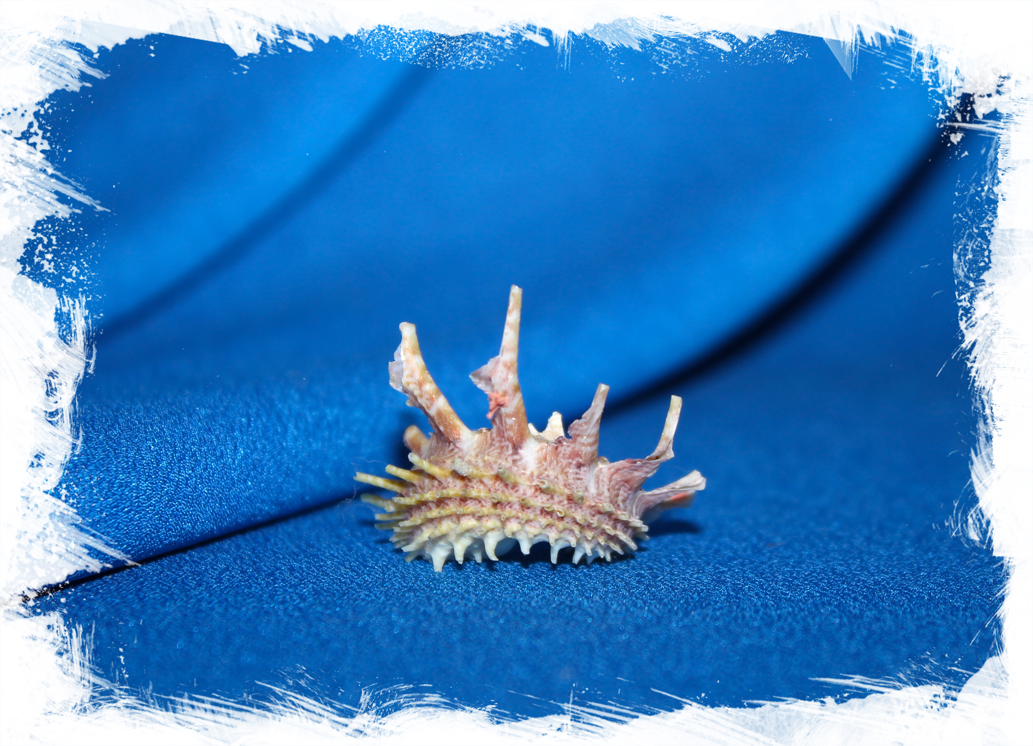 Ангария спаерула (Angaria Sphaerula) – купить в интернет-магазине, цена ...