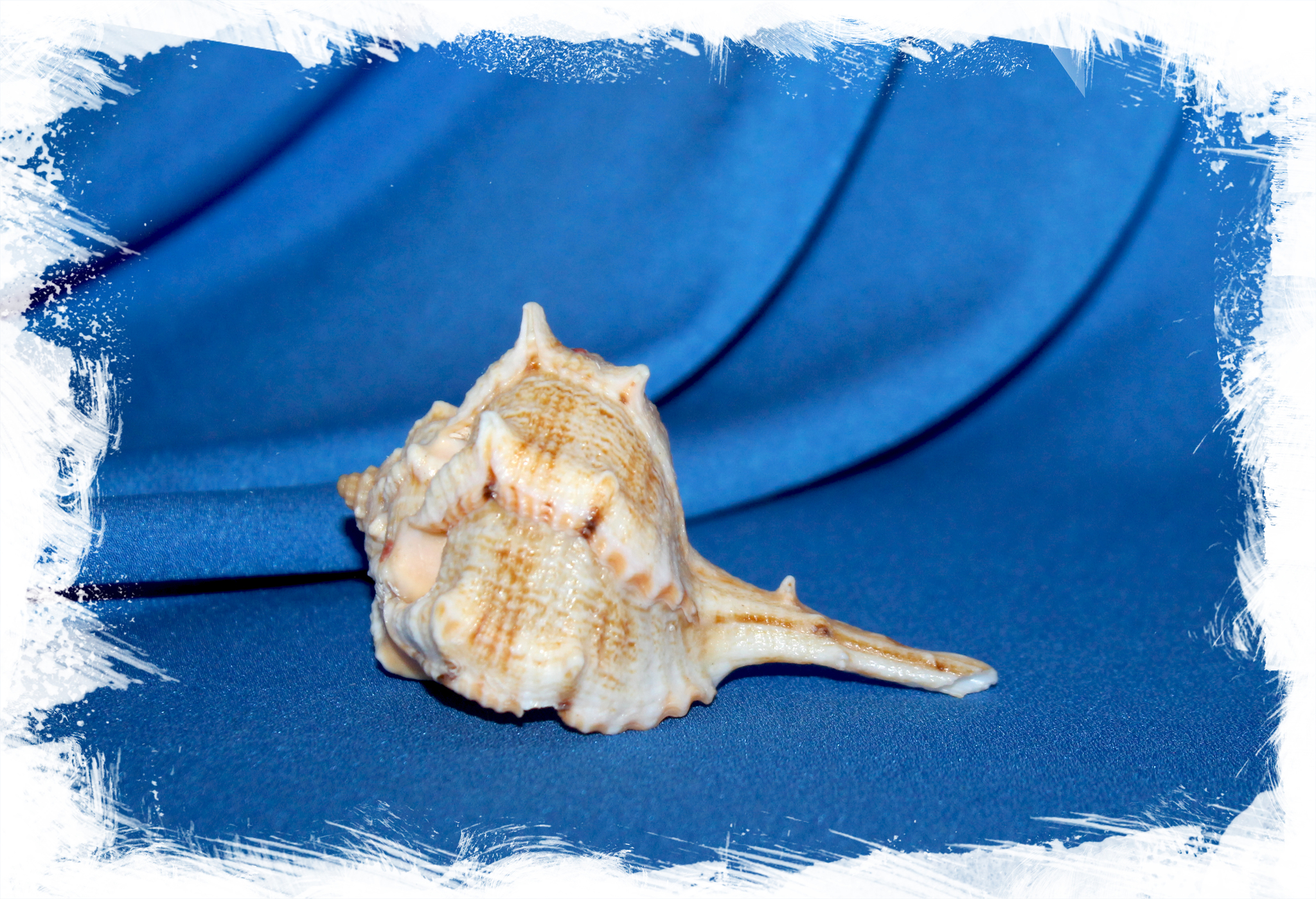 Раковина Мурекс болинус корнутус, Bolinus cornutus. Купить