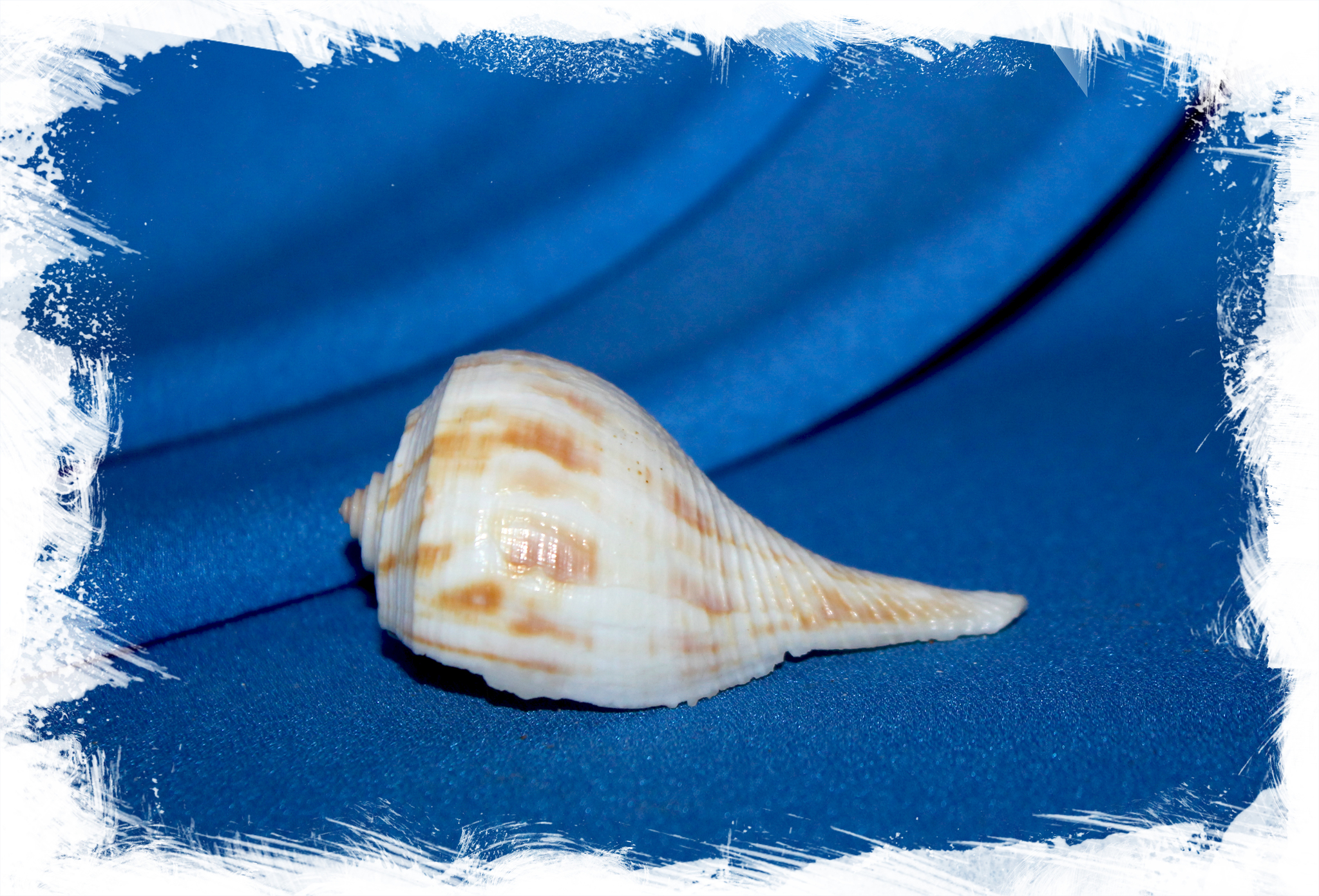 Бусикон спиратум, Busycon spiratum, Fulguropsis spirata. Купить