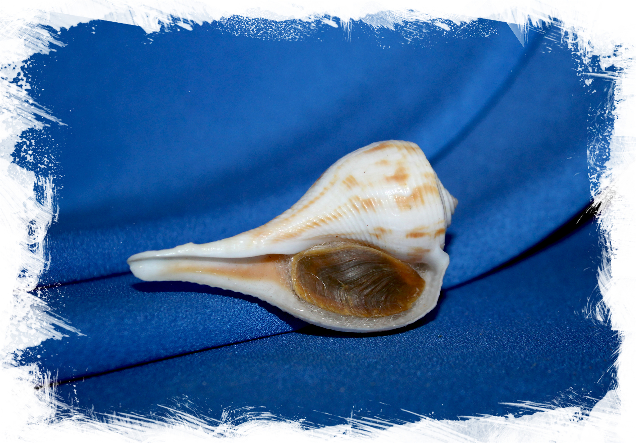 Бусикон спиратум, Busycon spiratum, Fulguropsis spirata. Купить