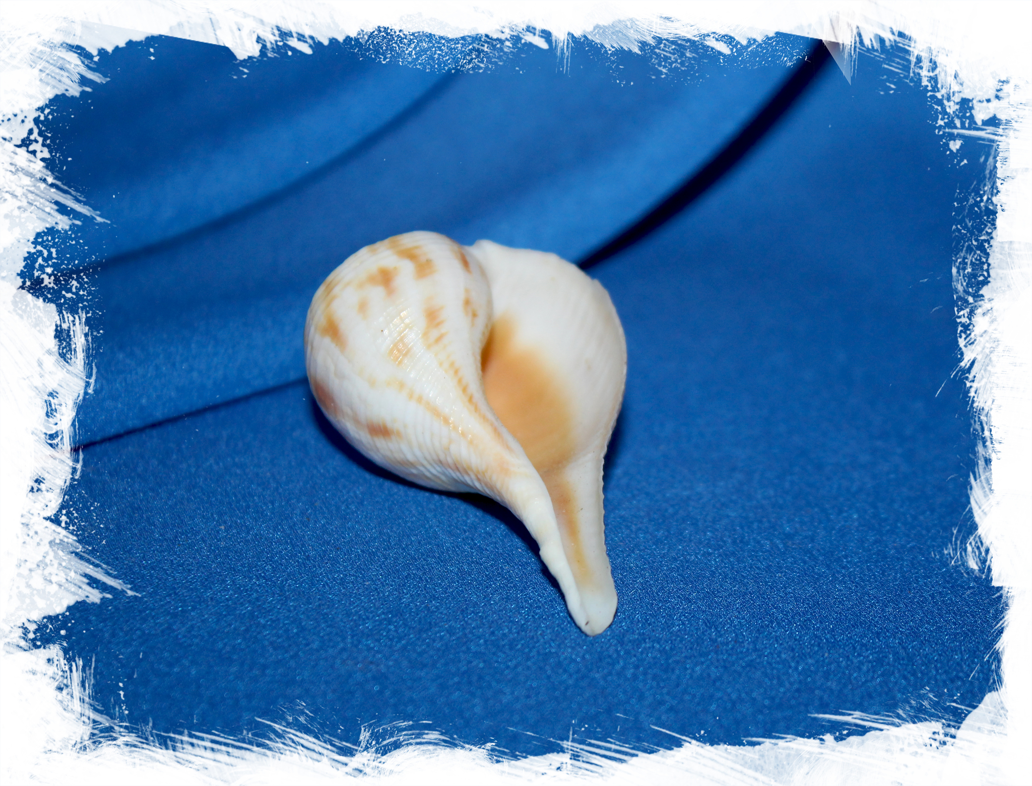 Бусикон спиратум, Busycon spiratum, Fulguropsis spirata. Купить