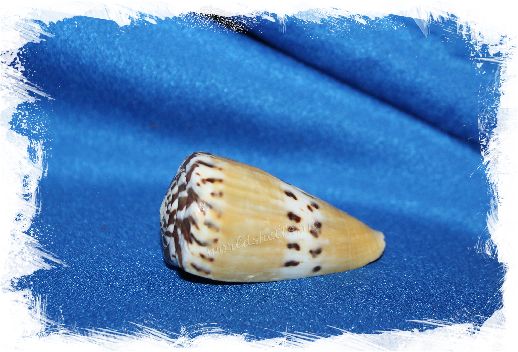 Морская ракушка Конус Горностай, (Conus mustelinus). Купить
