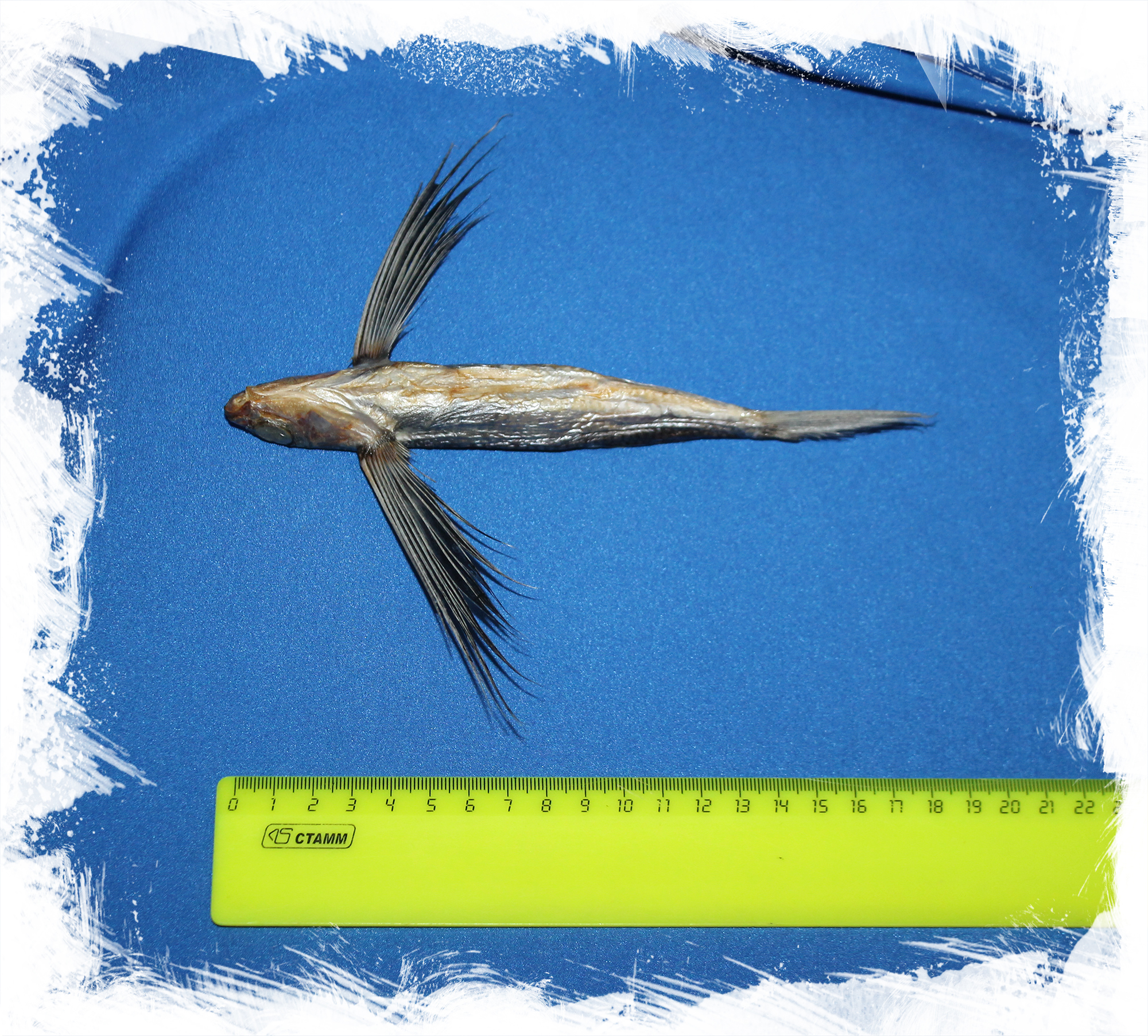 Летучая рыба, Exocoetus volitans для коллекции и декора. Купить